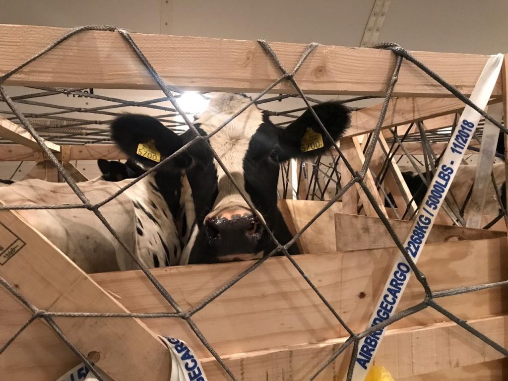 AirBridgeCargo Transports Cattle from USA to Thailand - Airfreight ...