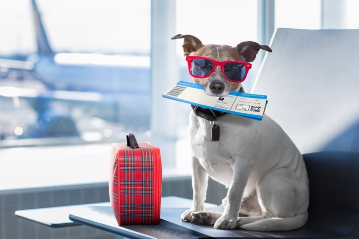 IATA and ATA Join Forces to Implement CEIV Live Animals - Airfreight ...
