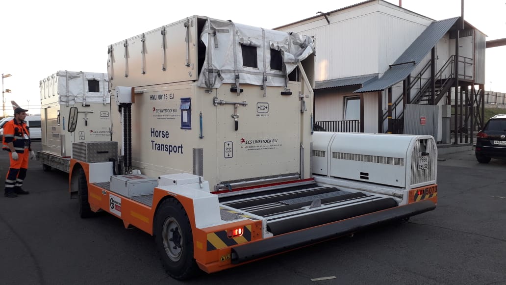 AirBridgeCargo Airlines Completes ‘First-Class’ Equine Delivery ...