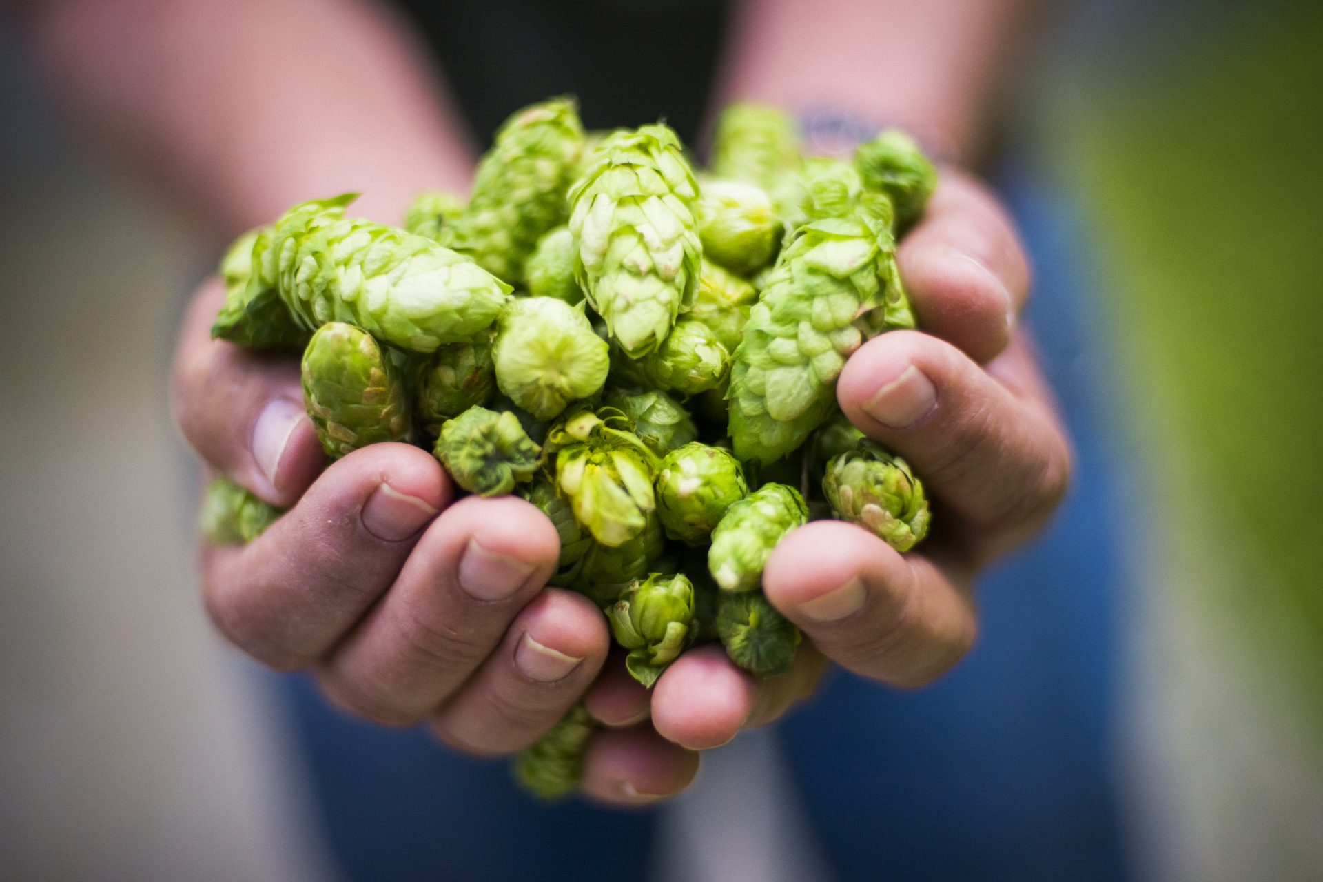 Yakima Chief Hops สร้างประวัติศาสตร์ ขนส่งฮอปส์สดจากอเมริกาถึงเกาหลี ...