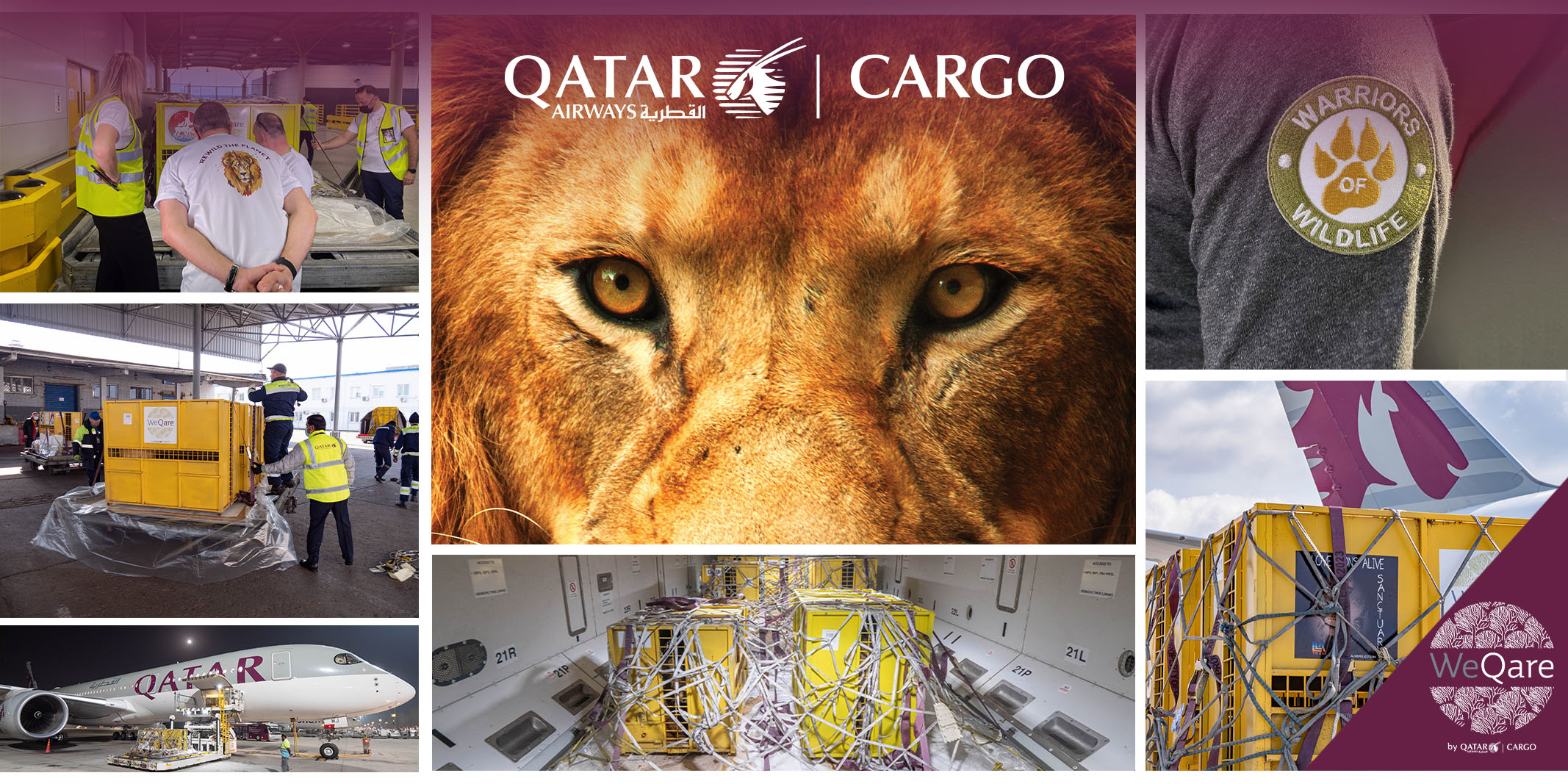 Qatar Airways Cargo Returns 7 Rescued Lions to their Natural Habitat
