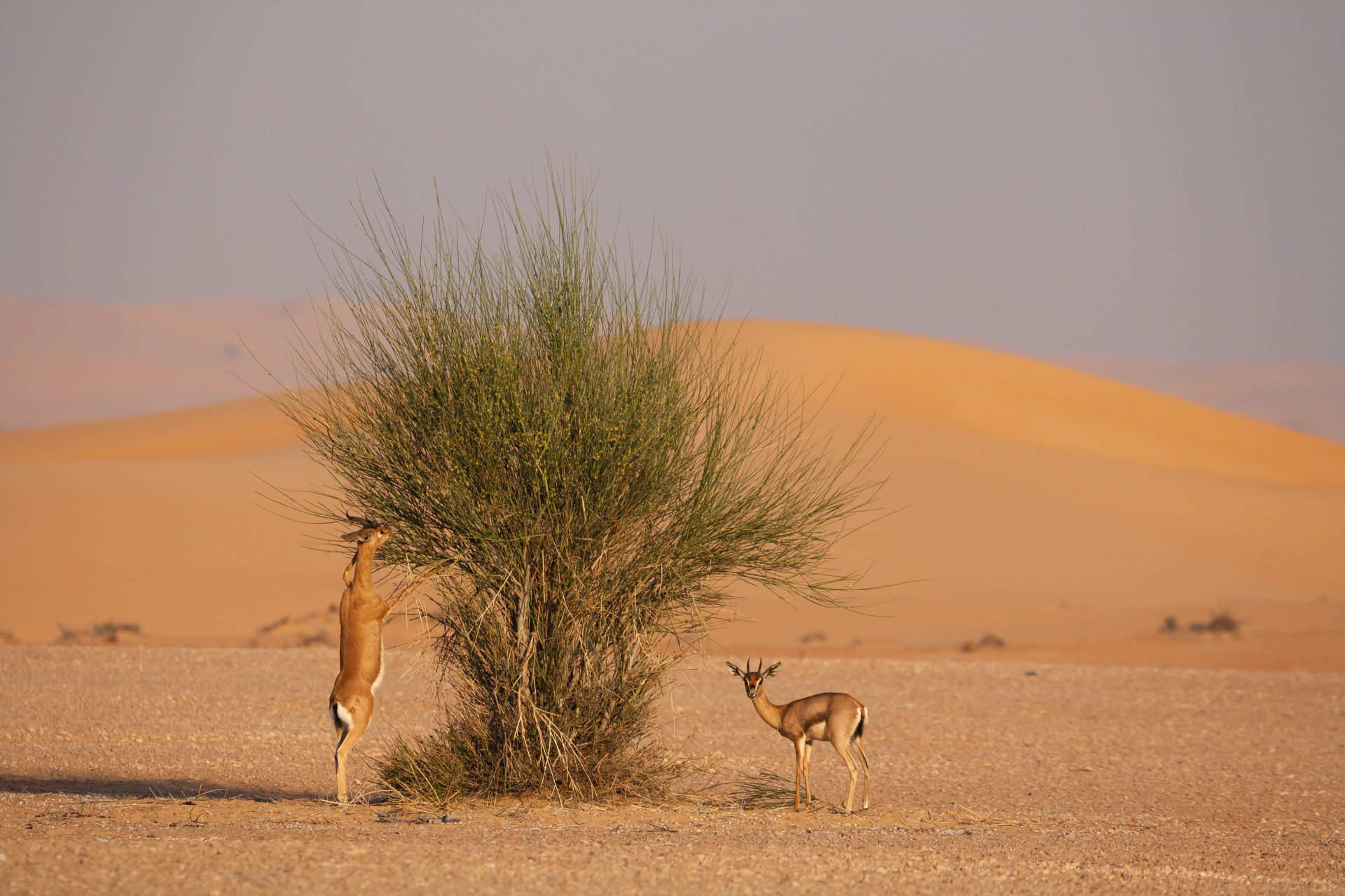 Emirates supports Sustainable Ecosystem at Dubai Desert Conservation ...