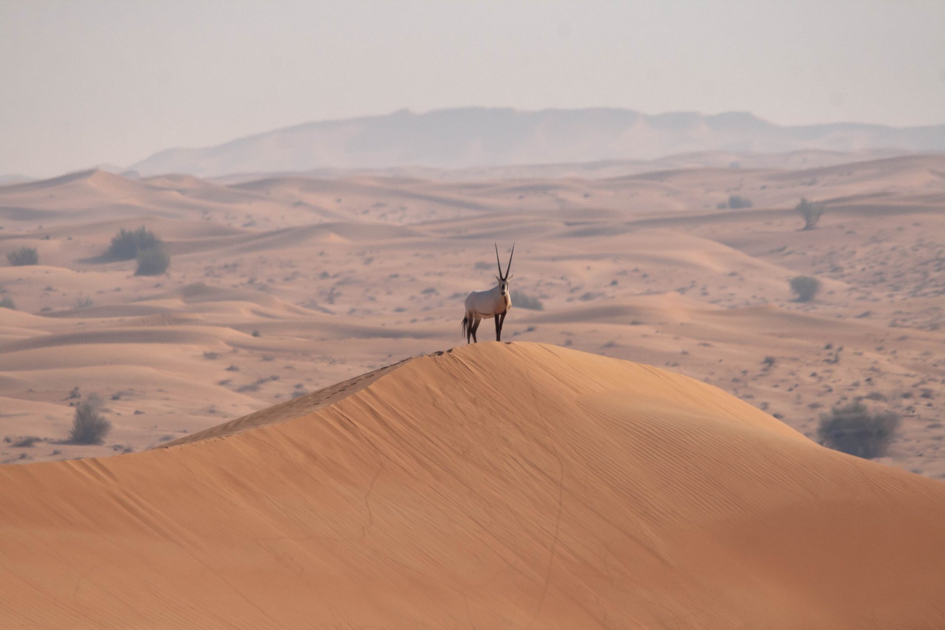 Emirates supports Sustainable Ecosystem at Dubai Desert Conservation ...