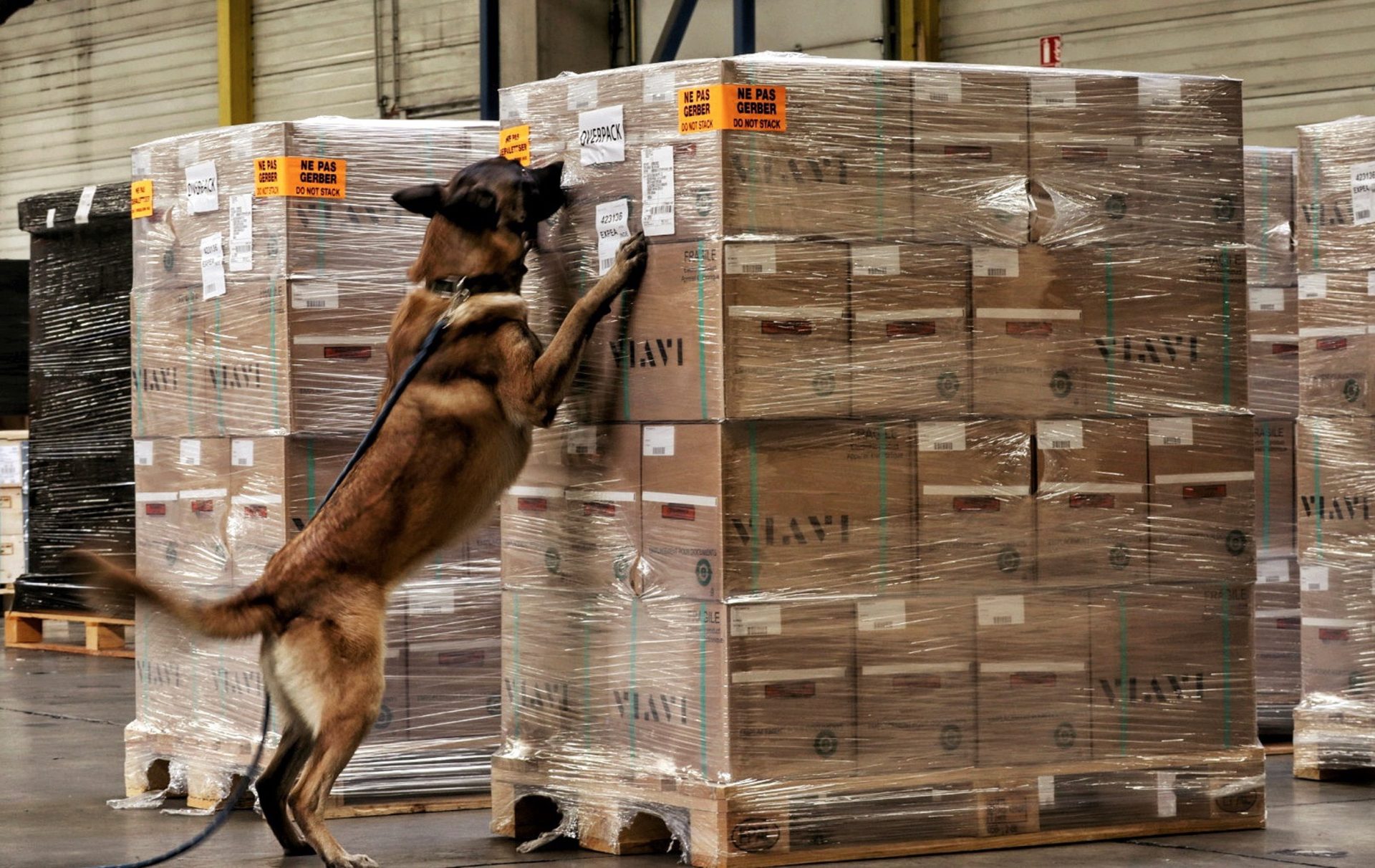 WFS and Diagnose use Dogs to find Undeclared Lithium Batteries