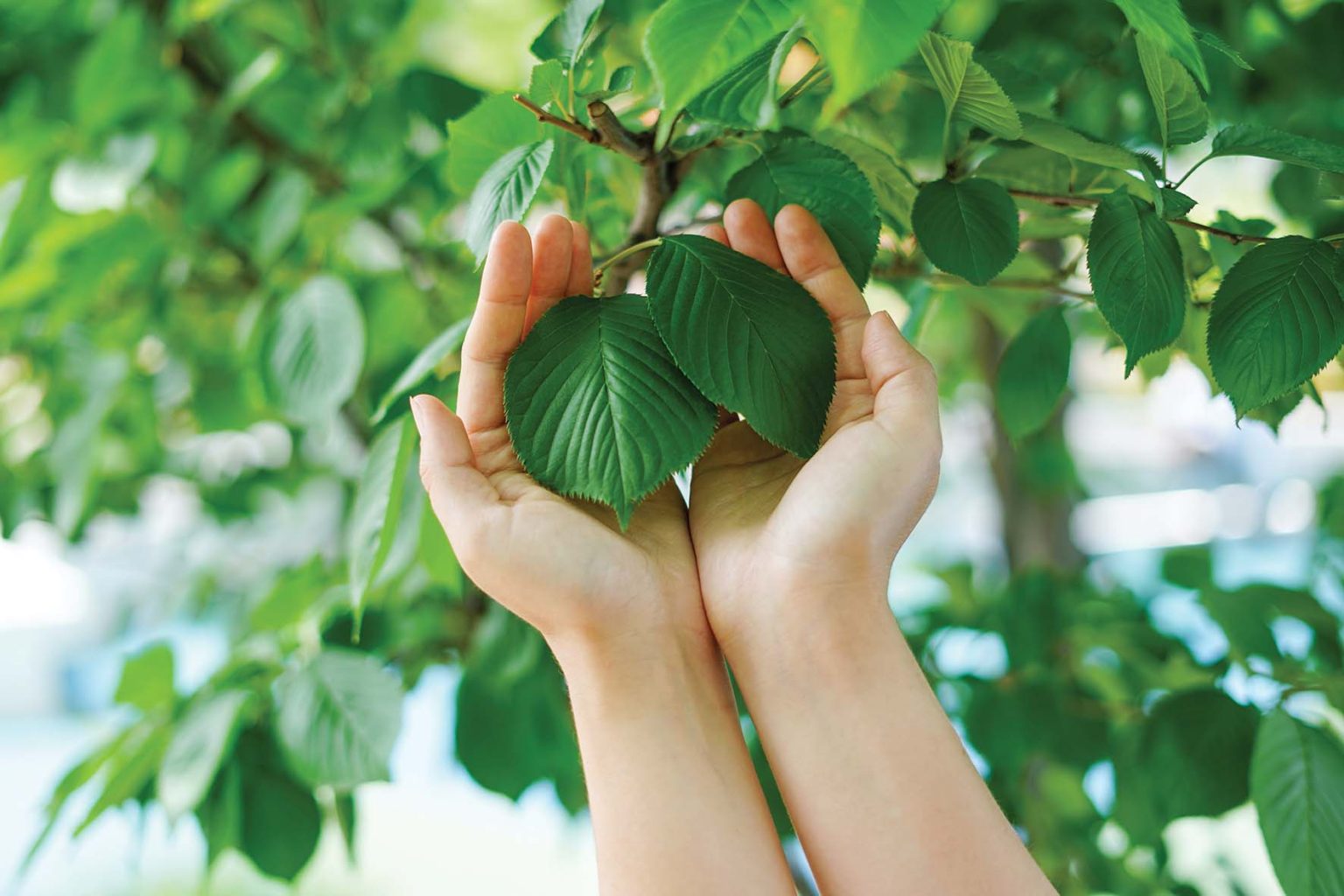 เชื้อเพลิง SAF: เชื้อเพลิงทางเลือก เพื่อการบินที่ยั่งยืน - Airfreight ...