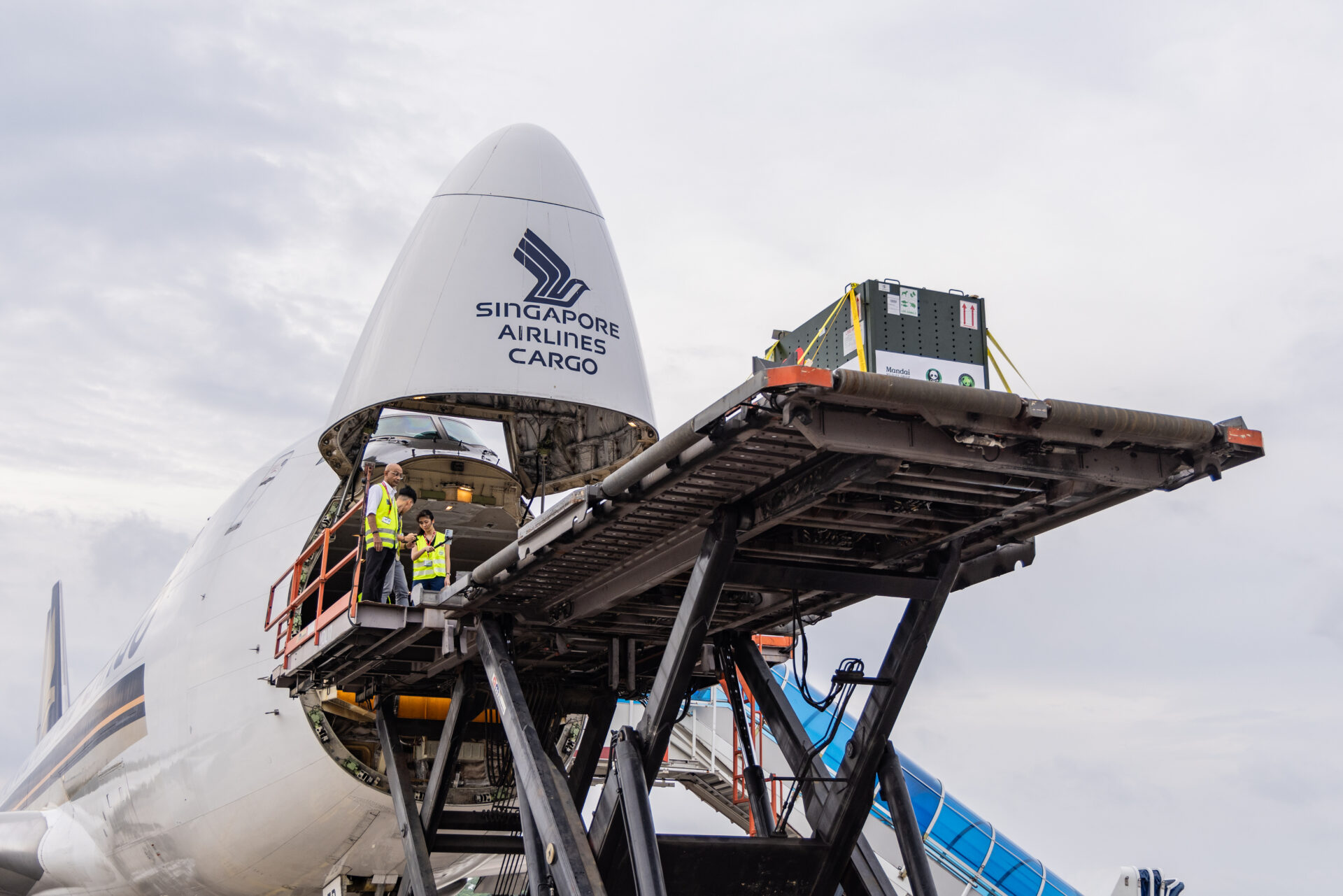 Giant Panda Cub Le Le Arrives Safely in China on Singapore Airlines Flight