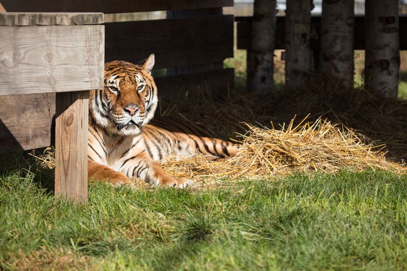 American Airlines Cargo Helps Relocate Last Tiger from Argentina Eco Park